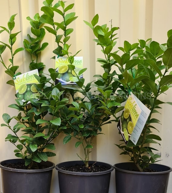Dwarf Citrus Lemonicious Meyer Patio Lemon Fruit Tree Plants - Plants ...