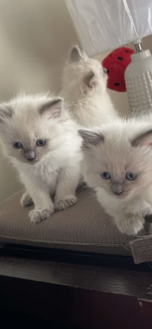 [2 left]Rag-Doll kittens. DOB 25.10.24🐈💝🐈 | Cats & Kittens | Gumtree ...
