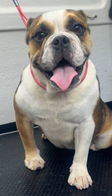 AUSSIE BULLDOG FEMALE (Miniature Size) | Dogs & Puppies | Gumtree ...
