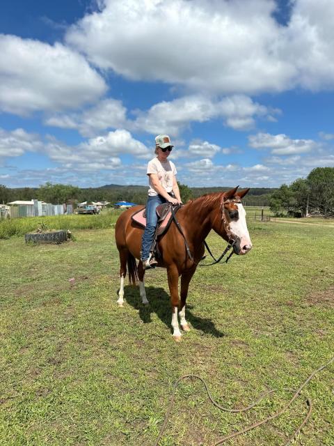 Registered Paint mare Broodmare or light riding | Horses & Ponies | Gumtree Australia Cessnock ...