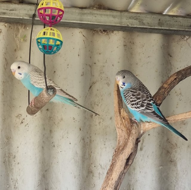 Young budgies | Birds | Gumtree Australia Young Area - Young | 1331122673