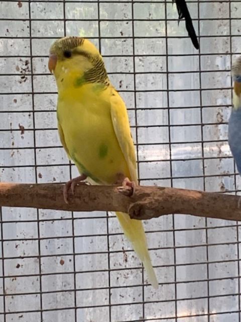 Budgies - Assorted Colours | Birds | Gumtree Australia Macedon Ranges ...