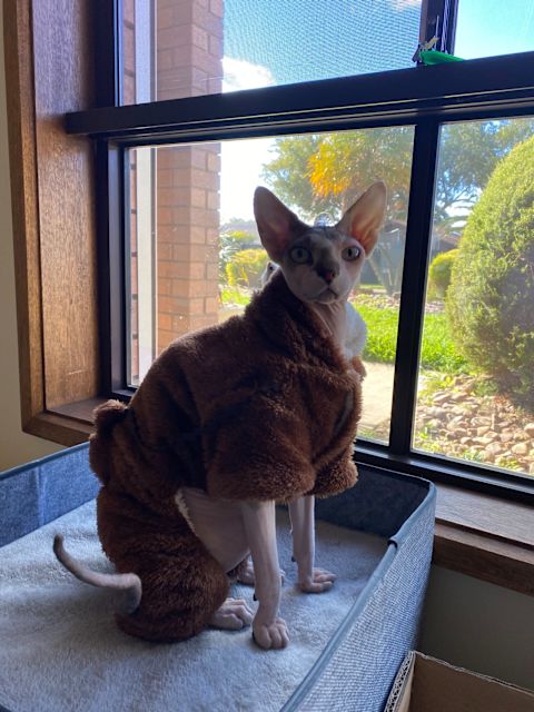 Purebred Sphynx Cat for Sale – Affectionate, Unique | Cats & Kittens ...