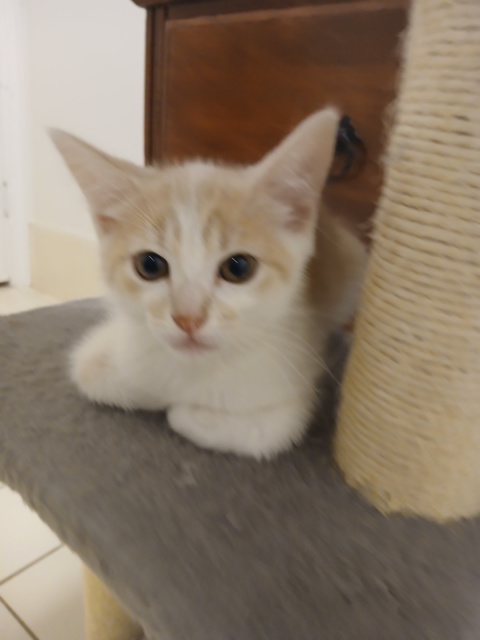 beautiful ragdol kittens | Cats & Kittens | Gumtree Australia Logan ...