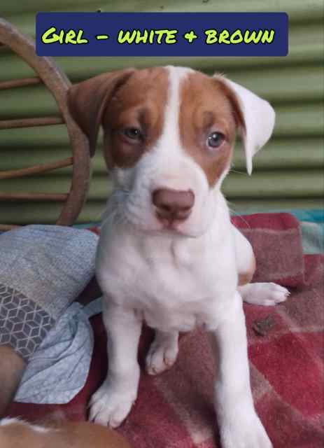 Mastiff x Bull Arab x Rottweiler pups | Dogs & Puppies | Gumtree ...