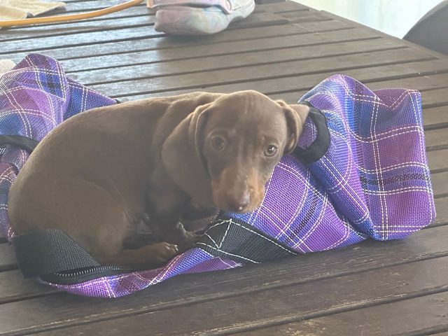 Miniature dash hound | Dogs & Puppies | Gumtree Australia Narrabri Area ...