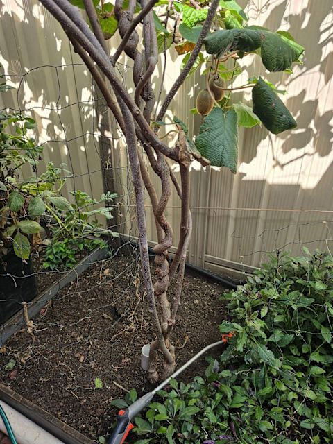 green kiwi truit tree - Plants in Keilor Downs VIC | Gumtree Australia