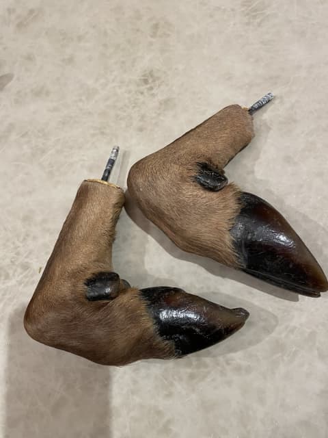 TAXIDERMY DEER HOOVES WALL ‘SCONCES’ - Other Home Decor in Traralgon ...
