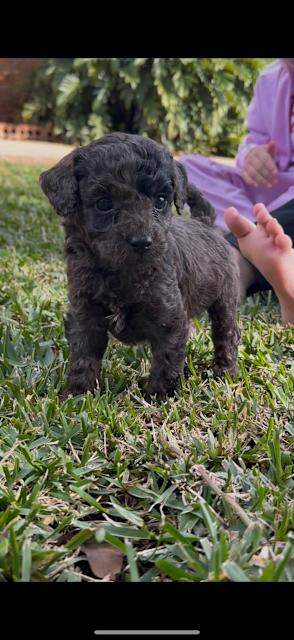 Rare Cavoodle Merle pups🐶 | Dogs & Puppies | Gumtree Australia ...
