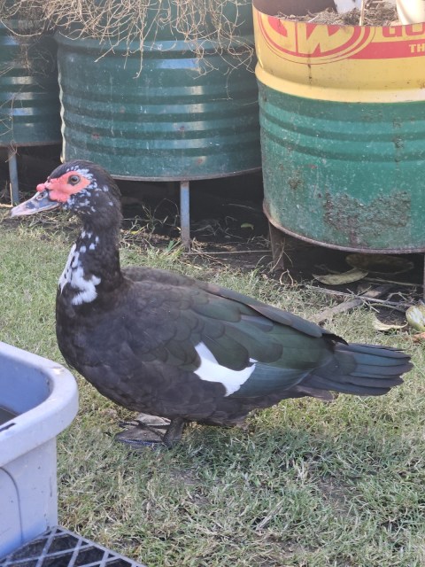 2yr Old Muscovy Duck - Fantastic Mother Duck | Birds | Gumtree ...