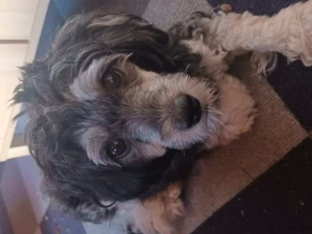 toy poodle cross moodle. | Dogs & Puppies | Gumtree Australia Southern ...