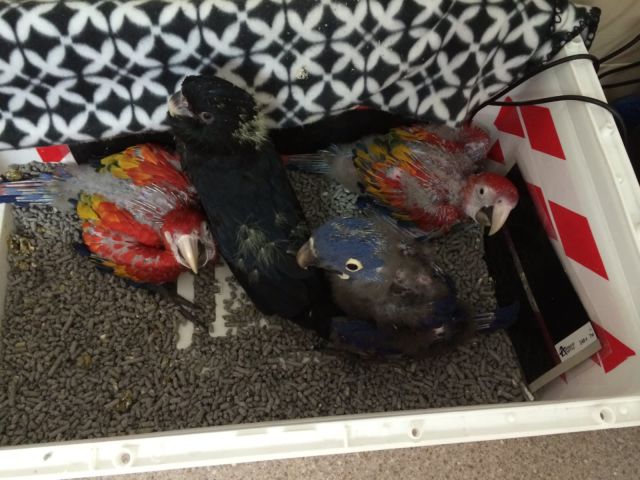 Macaw Macaws Parrots Hand Reared | Birds | Gumtree Australia Bundaberg ...