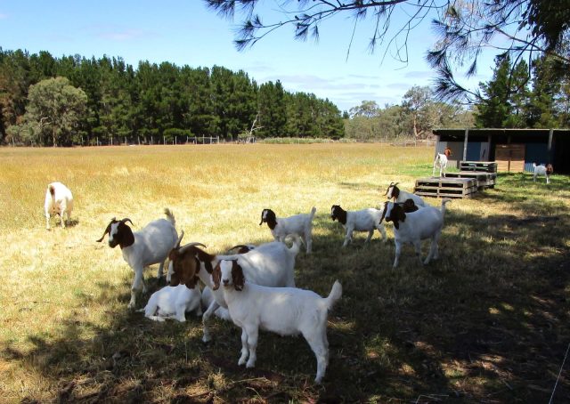 Boer Goats for sale - Buck, Buckling 5 month, Does, Nanny, Kids ...
