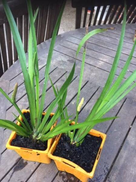 Sweet Flag (Calamus) ancient herb From - Plants in Castle Hill NSW ...