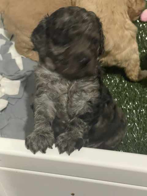Gorgeous Liver Merle Mini Cavoodle | Dogs & Puppies | Gumtree Australia ...