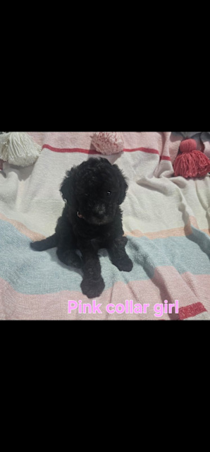 Adorable Cavoodle Puppies ready for Easter!! | Dogs & Puppies | Gumtree ...