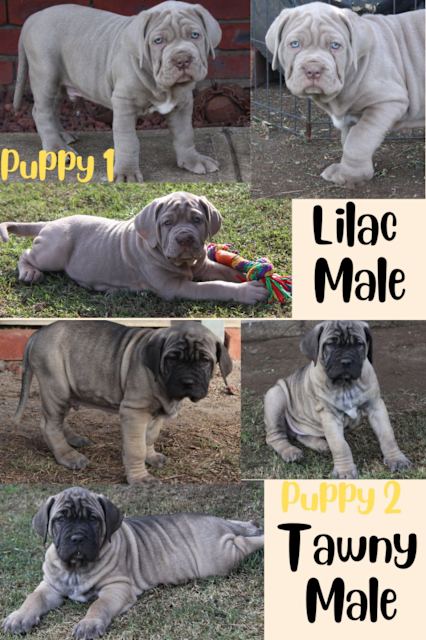 Purebred Neapolitan Mastiff Puppies (Neo Mastiff) | Dogs & Puppies ...