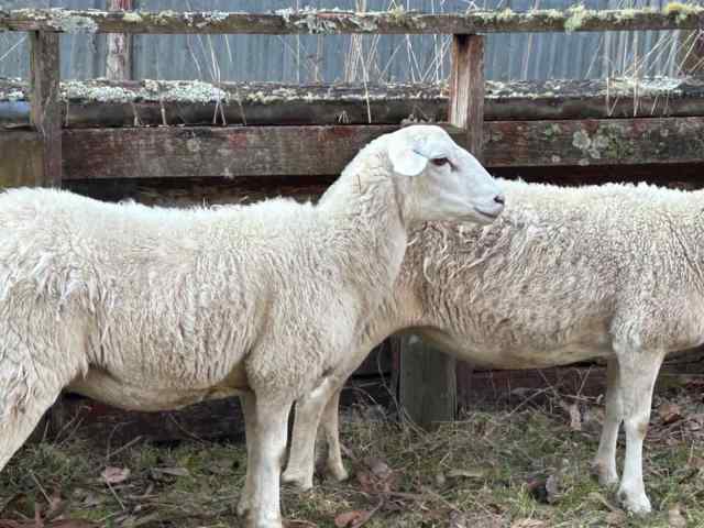 Australian white ewes | Livestock | Gumtree Australia Meander Valley ...