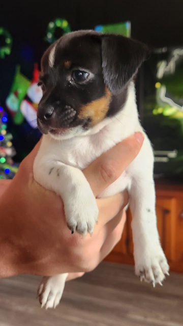 mini toy foxie READY ON THE 11TH DEC | Dogs & Puppies | Gumtree ...