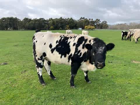 Cattle British White Angus Cows in Calf x 8 | Livestock | Gumtree ...