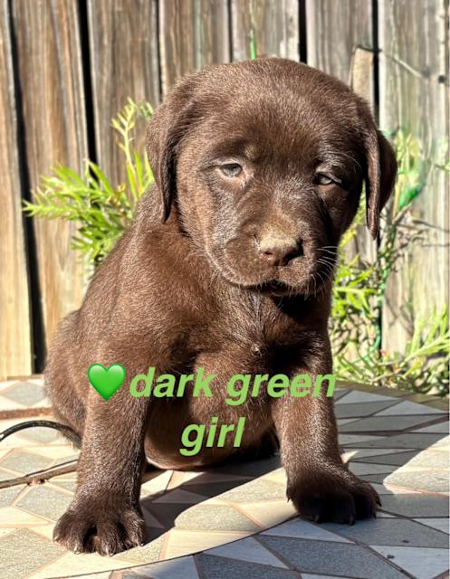 Purebred Chocolate Labradors ready now | Dogs & Puppies | Gumtree ...