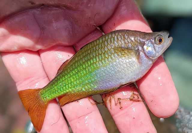 Aspidoras cw125, Red cherry shrimp, Murray river rainbowfish | Fish ...