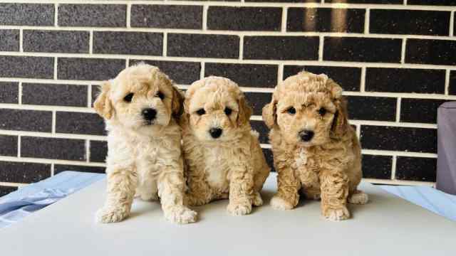 Toy Poodle X Bichon Frise (Bichoodle Puppy Girl) | Dogs & Puppies ...