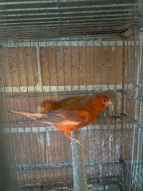 Red Agate & Gloster canaries for sale | Birds | Gumtree Australia ...