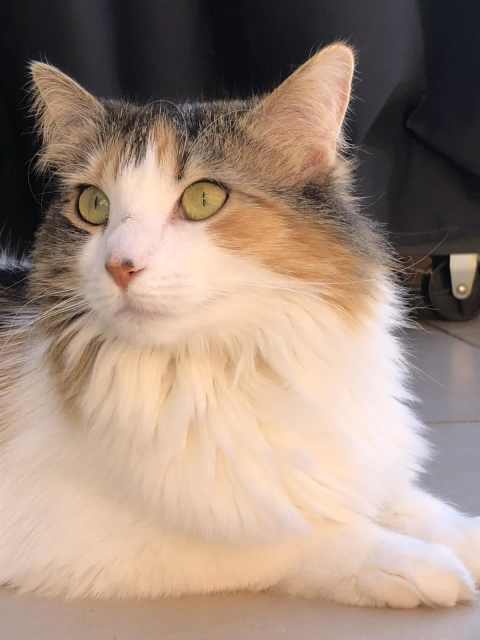 BEAUTIFUL FEMALE CAT LOOKING FOR LOVING HOME | Cats & Kittens | Gumtree ...