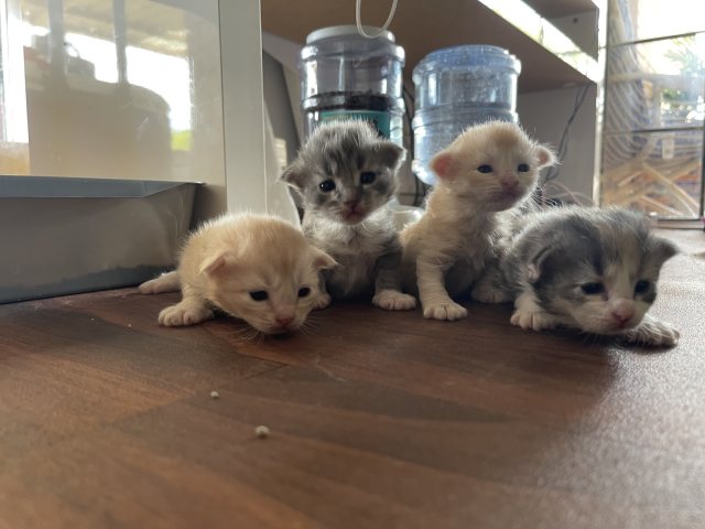 Devon Rex cross kittens | Cats & Kittens | Gumtree Australia Rockingham ...