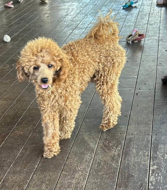 Toy Poodle Male. DNA clear | Dogs & Puppies | Gumtree Australia ...