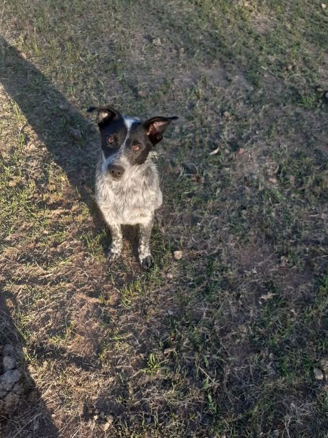CATTLEDOG PUPS - GREAT FAMILY PETS | Dogs & Puppies | Gumtree Australia ...