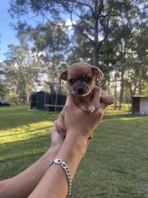 STUNNING MERLE POMCHI READY NOW!! | Dogs & Puppies | Gumtree Australia ...