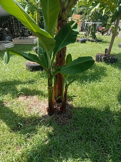 Lady Finger Banana Tree - Plants in Darwin CBD NT | Gumtree Australia
