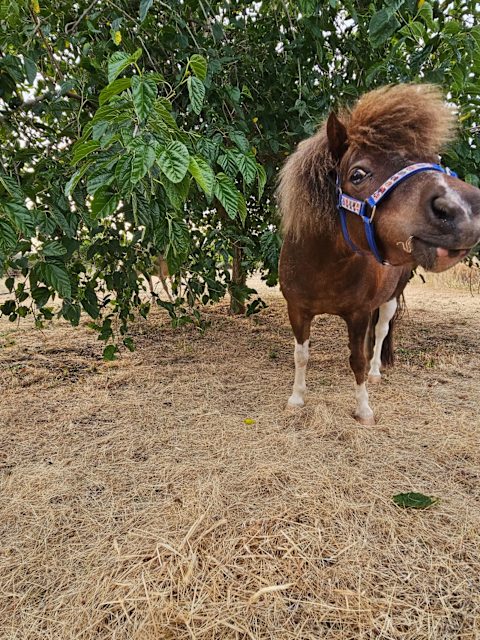 Miniature Pinto Pony | Horses & Ponies | Gumtree Australia Perth City ...