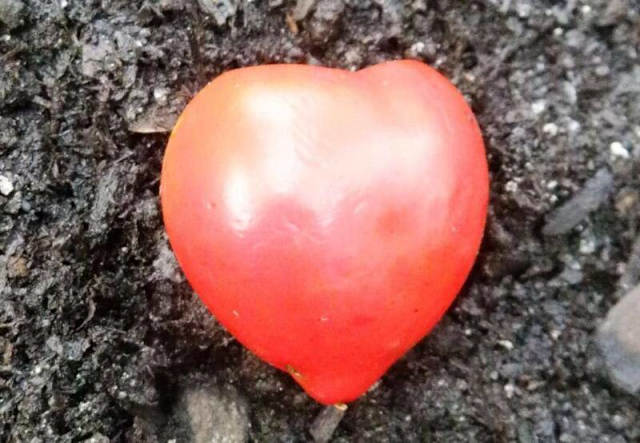 HEART SHAPED BLOOD RED SWEET TOMATO SEEDS 4 SALE HERE OZ - Plants in ...