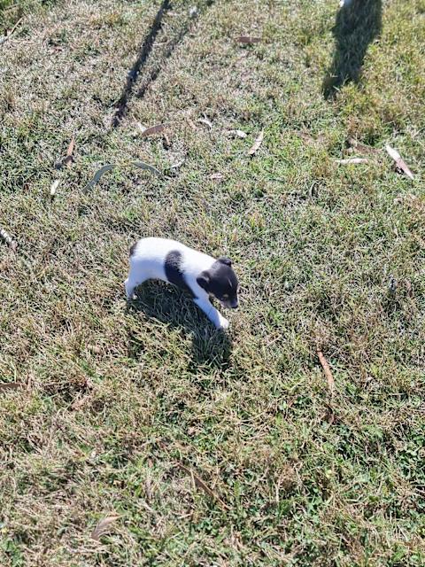 Minnie foxie pups | Dogs & Puppies | Gumtree Australia Southern ...