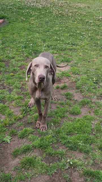 Purebred Weimaraner puppy | Dogs & Puppies | Gumtree Australia ...