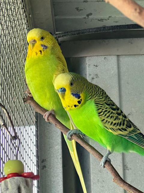 Two Budgie Besties or Breeding Pair | Birds | Gumtree Australia Ku-ring ...
