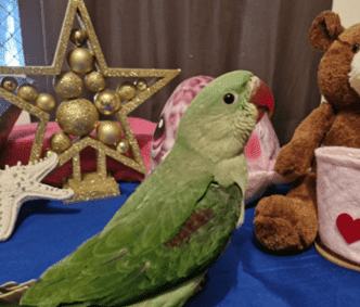Handreared Alexandrine Parrots | Birds | Gumtree Australia Redland Area ...