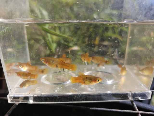 Orange Platys | Fish | Gumtree Australia Logan Area - Underwood ...