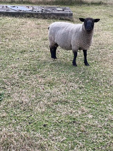 Ram Suffolk | Livestock | Gumtree Australia Liverpool Area - Cecil Park ...