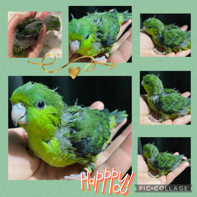 Caique Handraised babies | Birds | Gumtree Australia Pine Rivers Area ...
