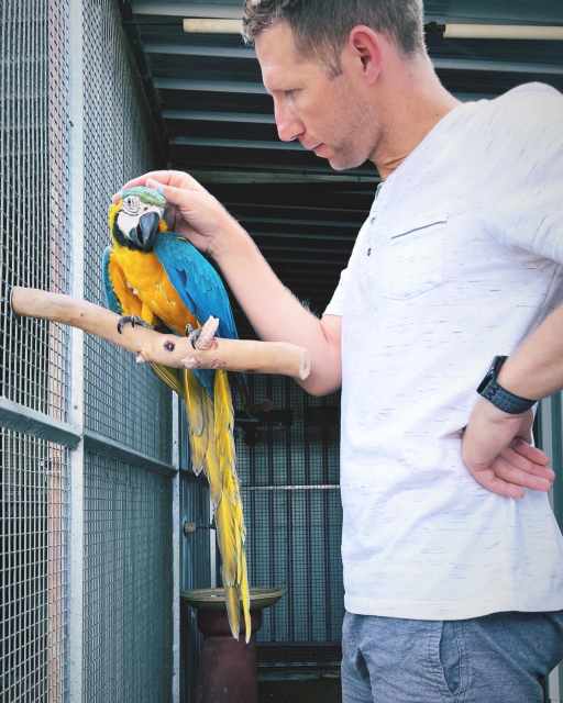 Beautiful friendly hand raised Eclectus parrots macaw | Birds | Gumtree ...