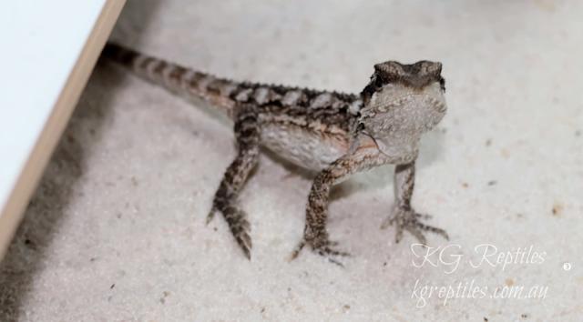 Western Bearded Dragon | Reptiles & Amphibians | Gumtree Australia ...