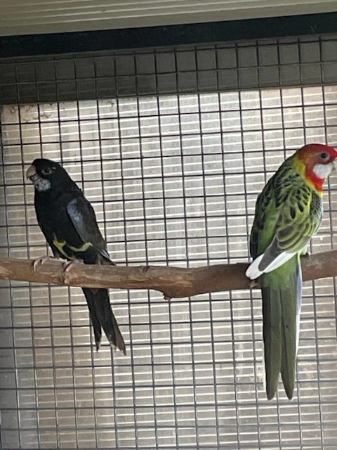 Eastern Rosella mutations | Birds | Gumtree Australia Brimbank Area ...