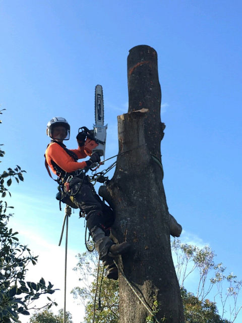 Tree Removal And Branch Pruning | Landscaping & Gardening | Gumtree ...