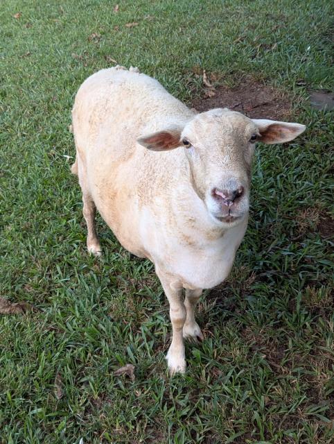 Friendly self shedding, backyard pet sheep.4 yo Ewe, free to good home ...