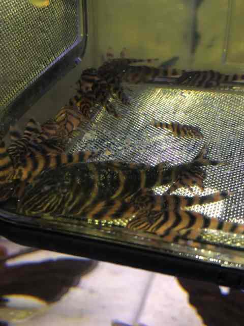 Pleco Fry L397 | Fish | Gumtree Australia Logan Area - Springwood ...