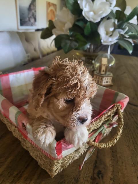Cavoodle Puppy | Dogs & Puppies | Gumtree Australia Busselton Area ...